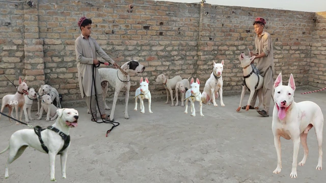 Pink nose Kohati Gultair and pure Bully Dog Setup | Pk Animal Vlogs ...