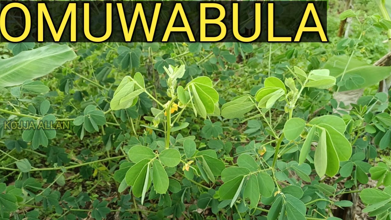 Eddagala Lye Mikisa Kozesa Omuwabula Owabuke Mubyokola N'Okuweebwa ...