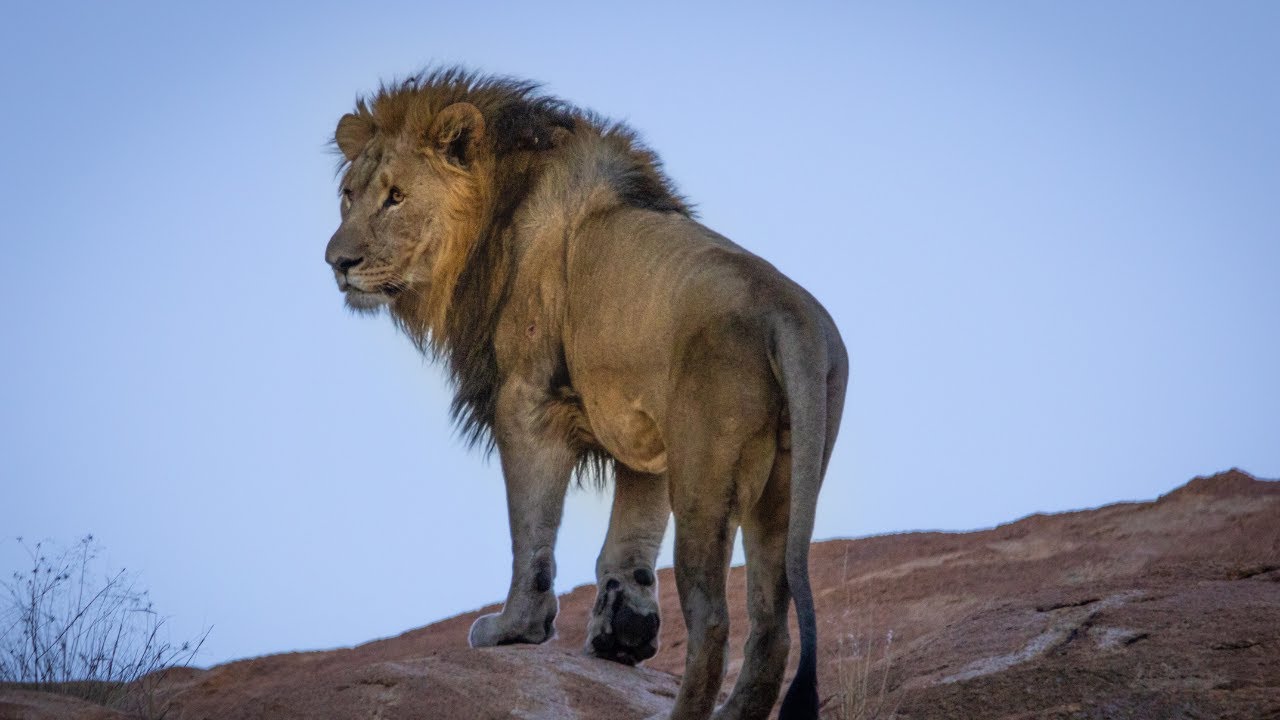 DAILY NEWS BRIEFING: A lion is on the loose along the r511 near the ...