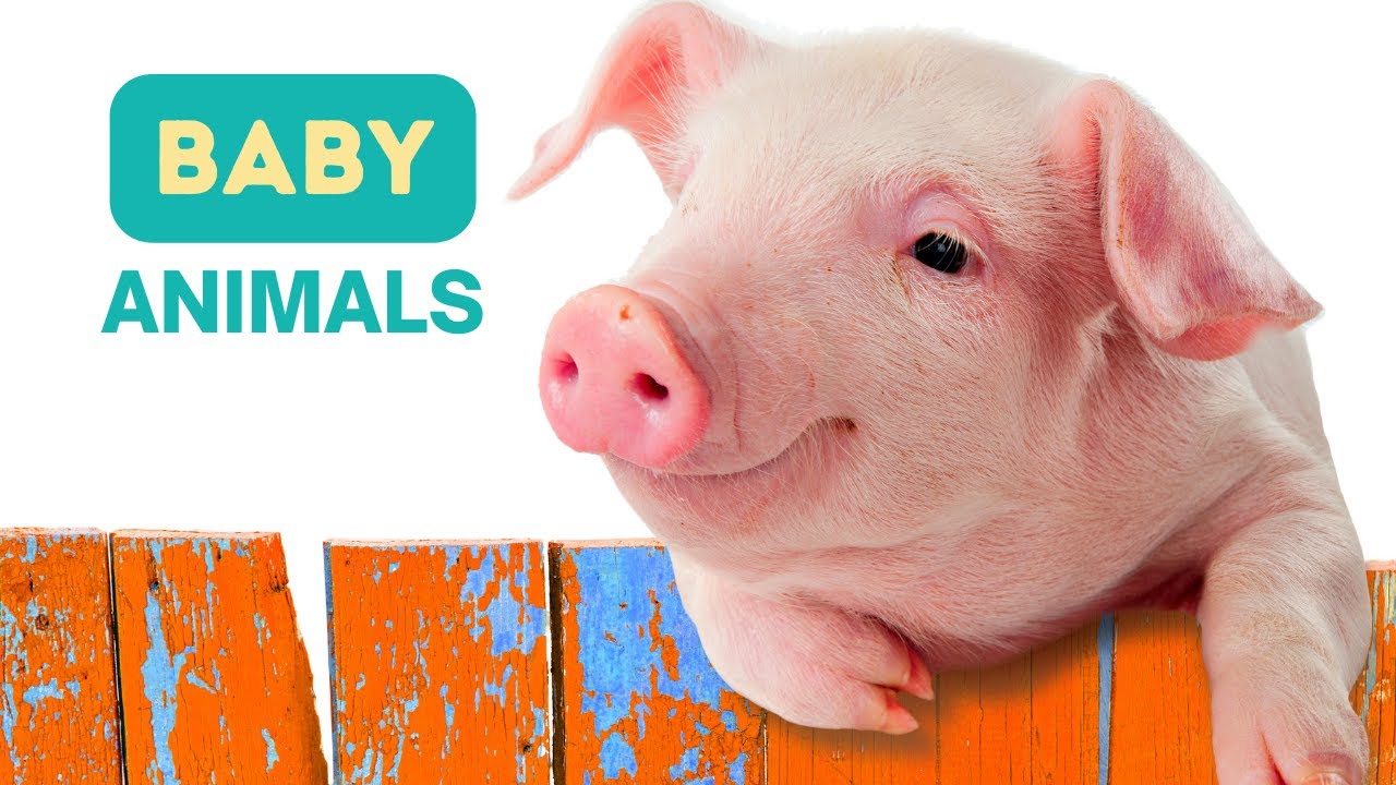 Cuteness Overload: Baby Animal Compilation - YouTube