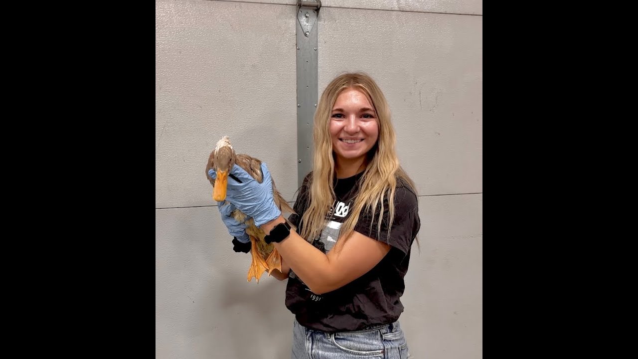 Duck Tails: Helping a Duck Heal Predator Wounds with Ozonated Oils ...