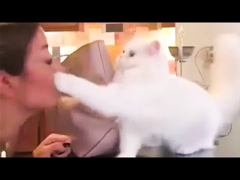 CATS ARE JERKS! Savage Cats Attacking People - Cats Being Jerks || PETASTIC 🐾