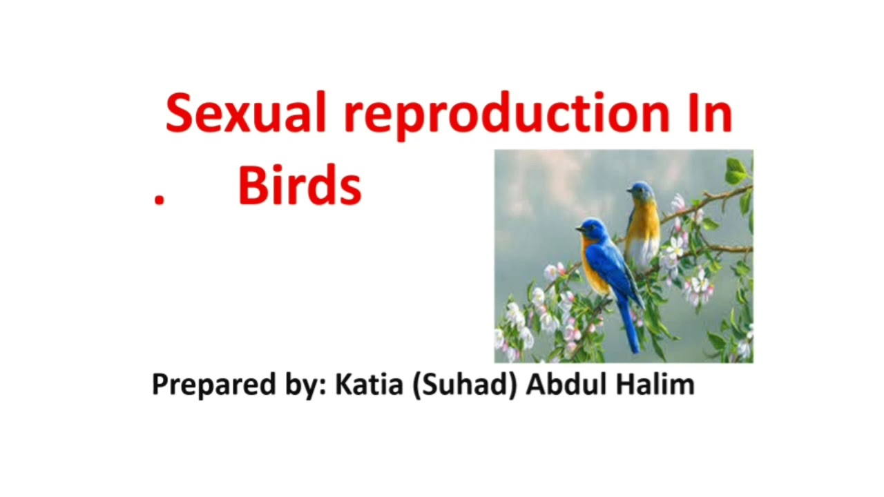 Reproduction In Birds Gr 6 - YouTube