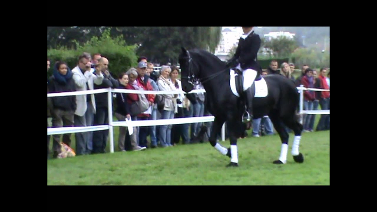 Kenzo du Bélier Arabo Friesian / Arabo Frison concours d'élevage Vichy ...