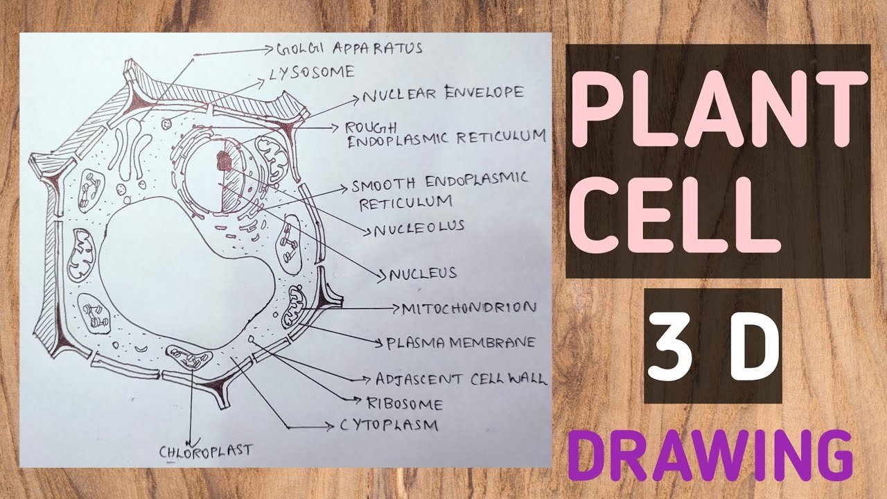 Easy way to draw the neat labelled 3D diagram of a Plant Cell@vaigam ...