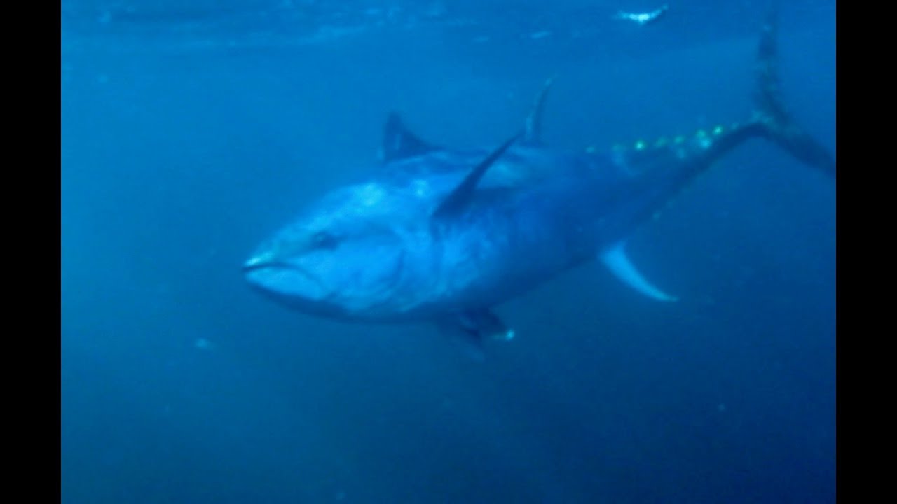 Freediving with Atlantic giant bluefin tuna! Apnée avec des thons ...