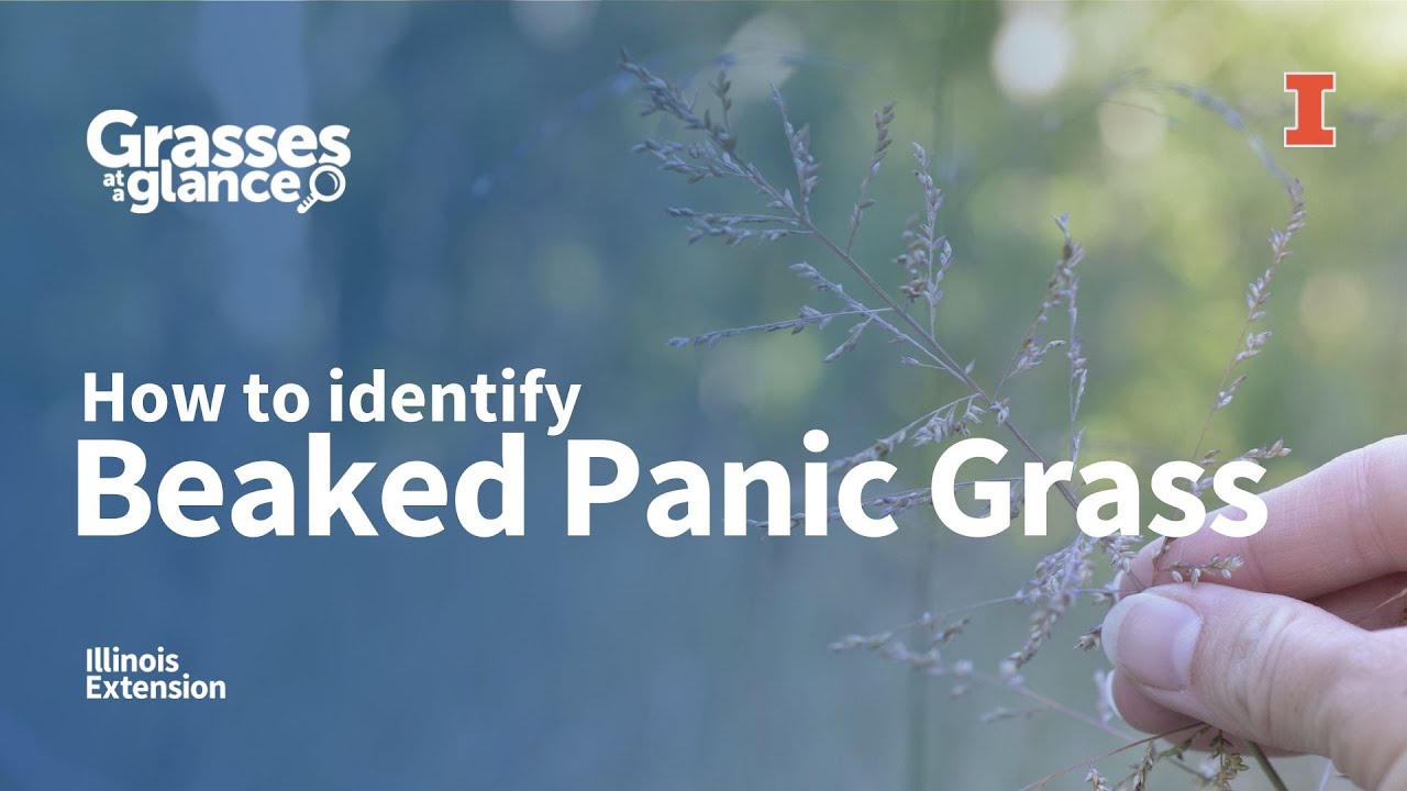 How to Identify Beaked Panic Grass | global | Illinois Extension | UIUC
