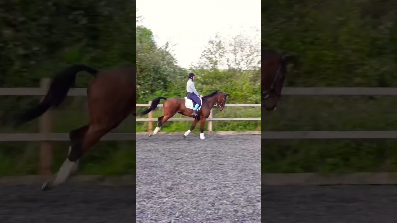 Now that’s what you call a Medium Canter 👌 ️ #equestrian #shorts - YouTube