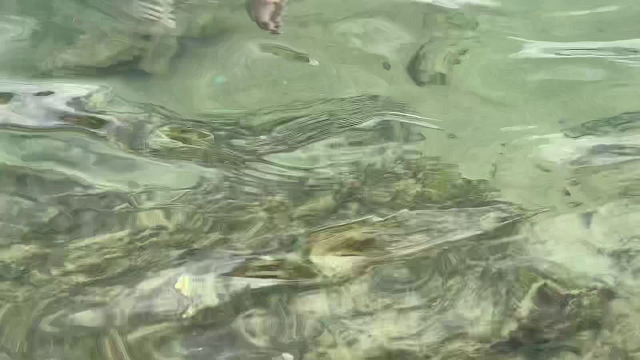 Asi se ven los peces en la playa en Puerto Rico Vac 11/06/20 - YouTube
