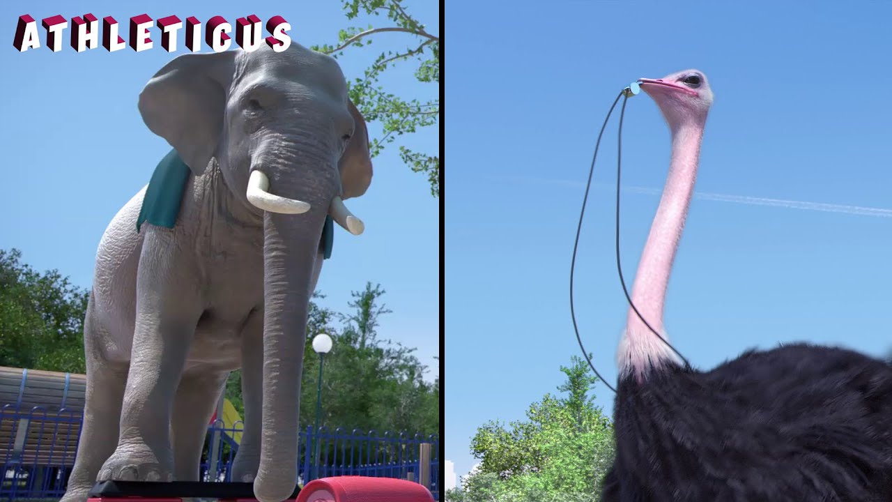 Summer training | Athleticus | Sport animals | Cartoon in English - YouTube