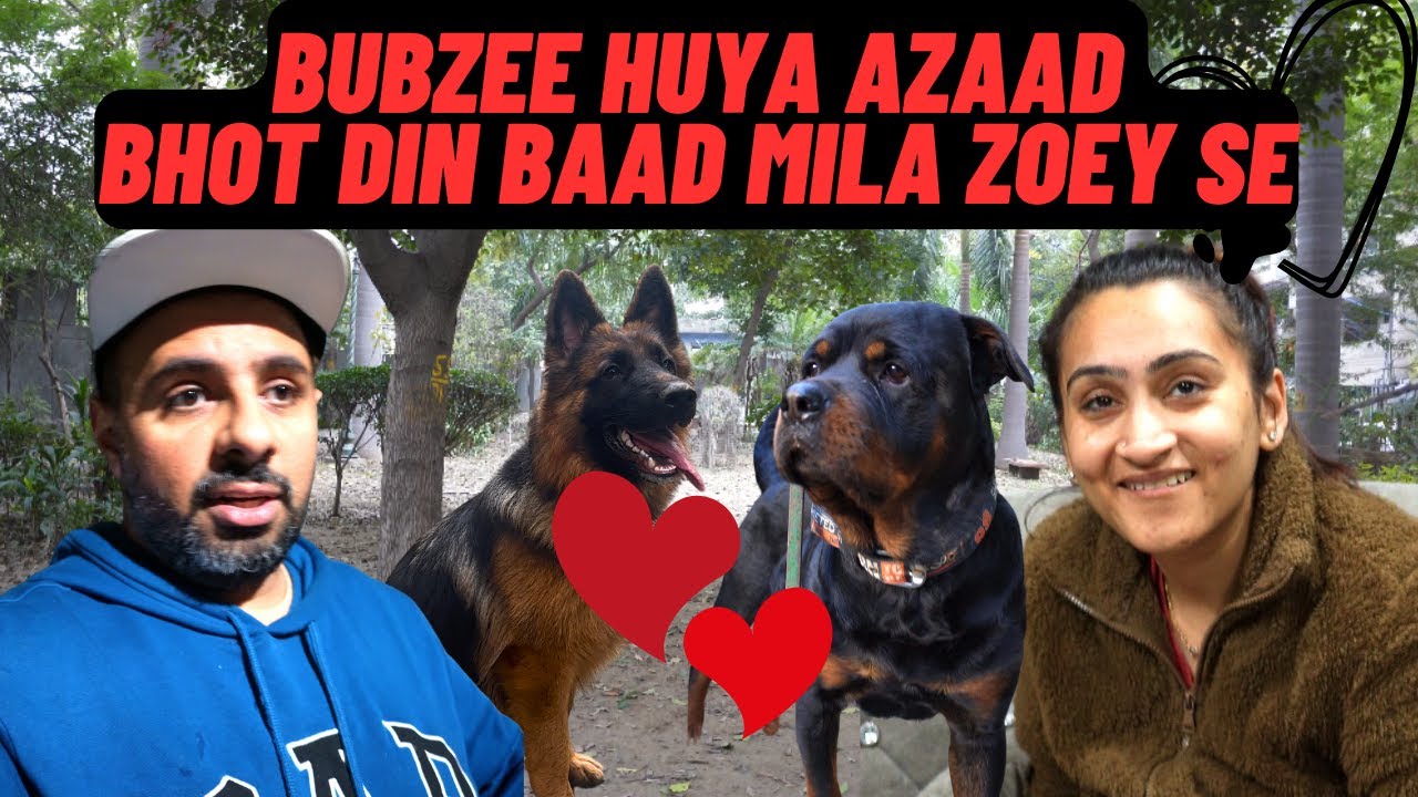 Bubzee Hua Azaad Bahut Dino Ke Baad Aur Milla Zoey The German Shepherd ...