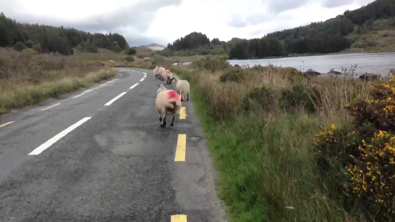Chasing sheep! - YouTube