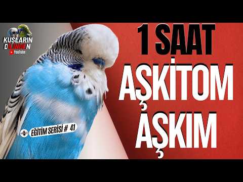 Konuşan Muhabbet Kuşu Aşkitom Aşkım | 1 Saat Muhabbet Kuşu Konuşturma Eğitimi