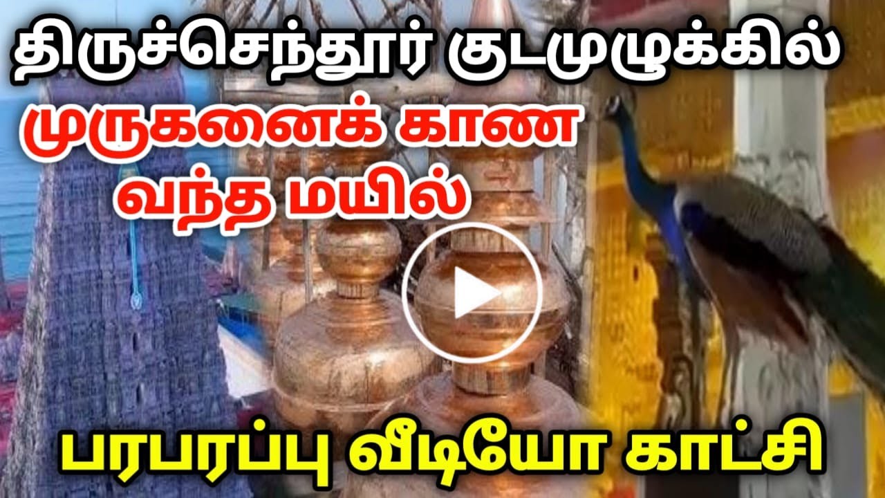 திருச்செந்தூர் குடமுழுக்கில் முருகனைக் காண வந்த மயில் பரபரப்பு வீடியோ ...