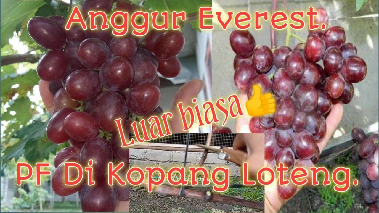 Anggur Everest.Pondasi Pruning. Sistem Tralis - YouTube