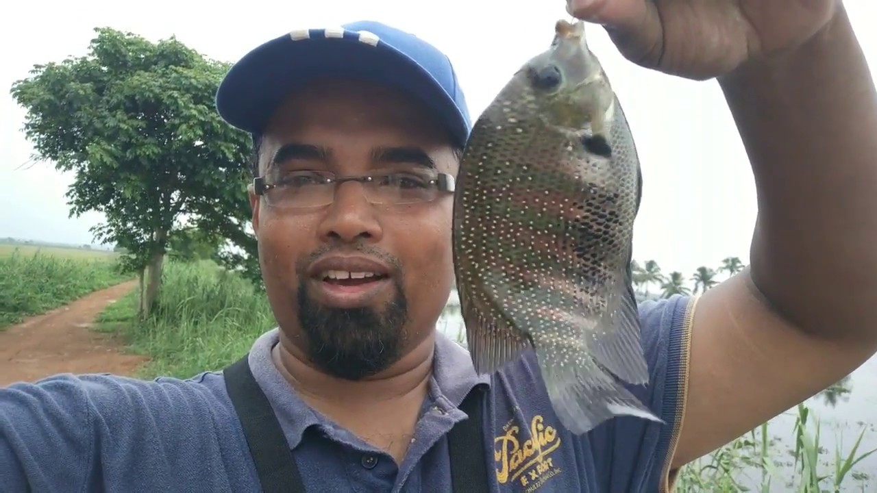 Pearl spot a.k.a Green Chromide fishing in Kerala India - YouTube