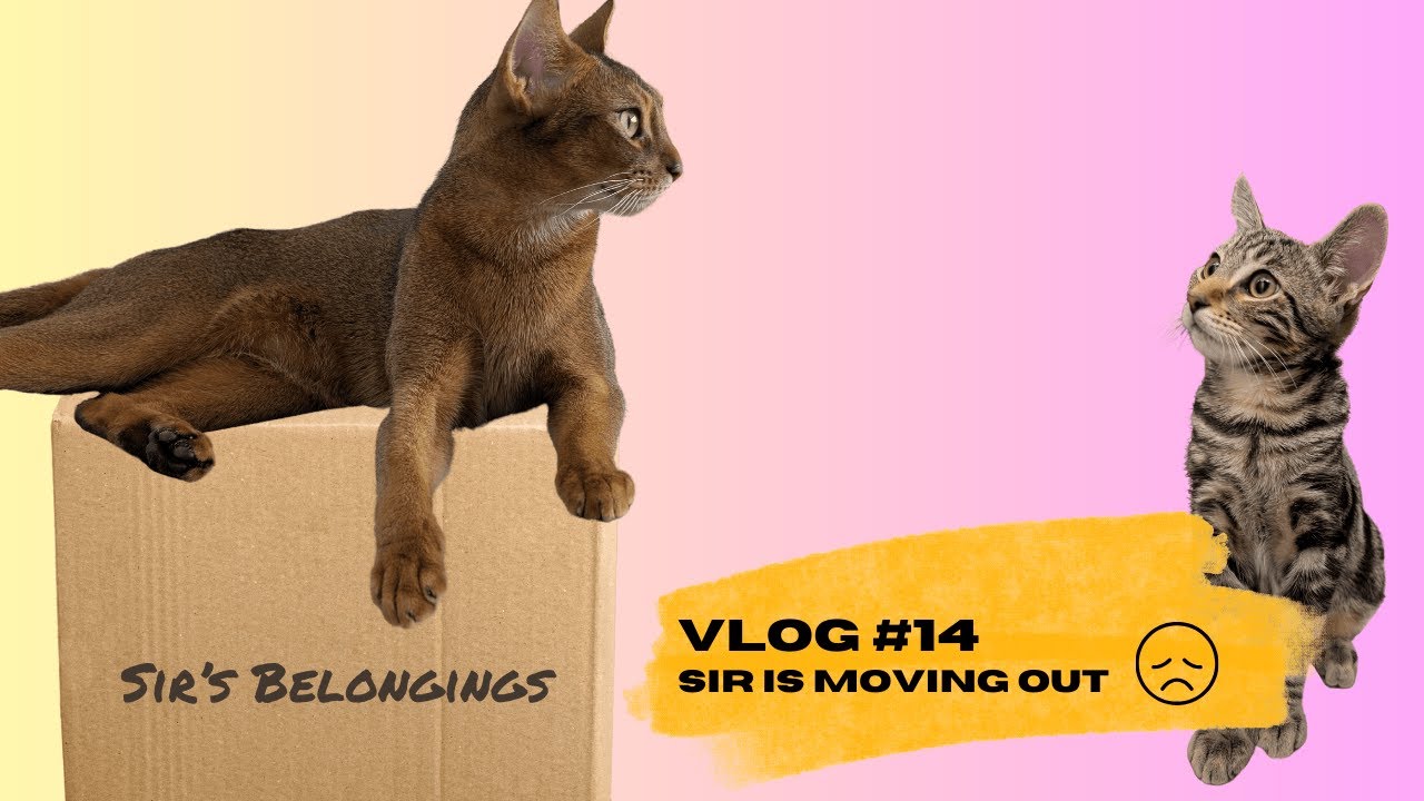 Sir Handsome is GONE! What Happened?! - YouTube