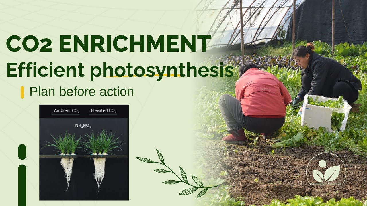 CO2 fertilization of plants: What to take into account. - YouTube