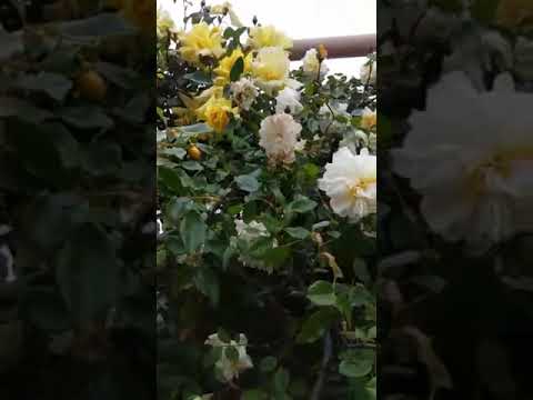 Sarmashıq qızılgüllər