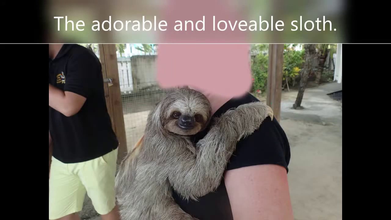 Daniel Johnson's Monkey & Sloth Hangout, Snorkeling & Island Tour - YouTube