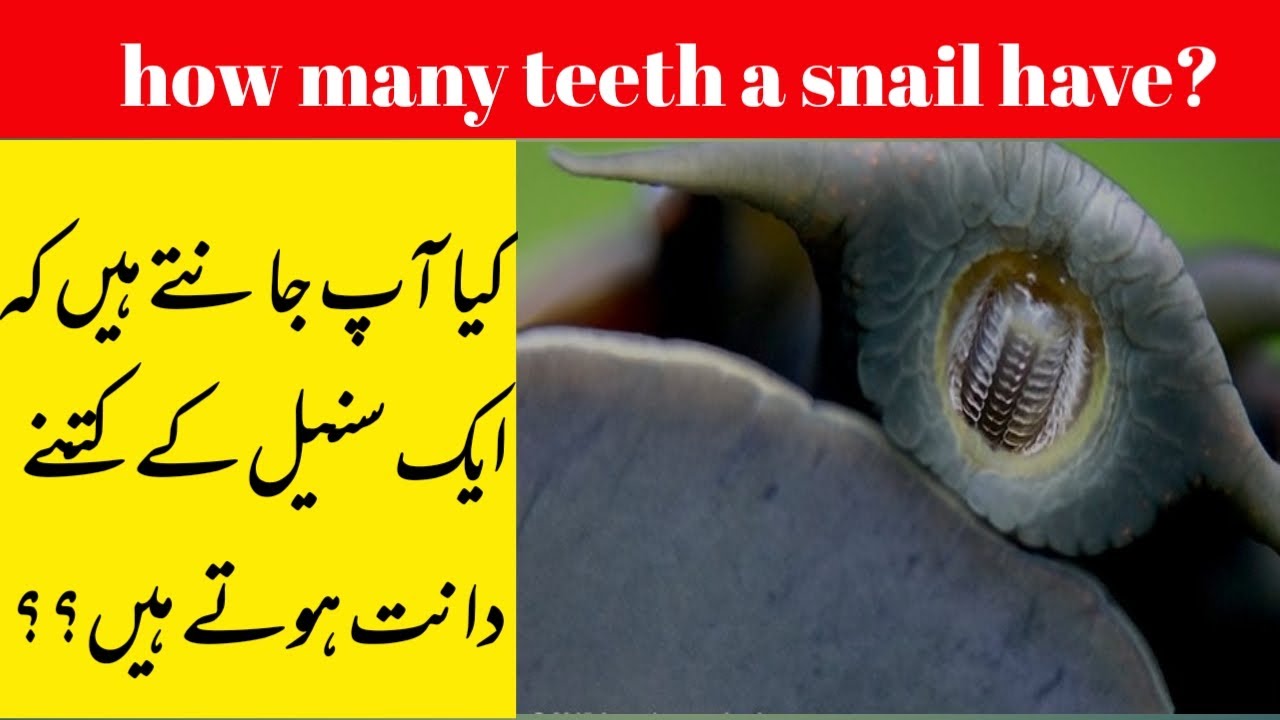 13 unknown facts that you have to know |By know facts| - YouTube