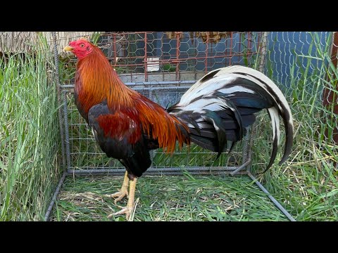 Galleria Rey 👑  Buena Genetica $350 Us. Más Info. 1-829-432-6932