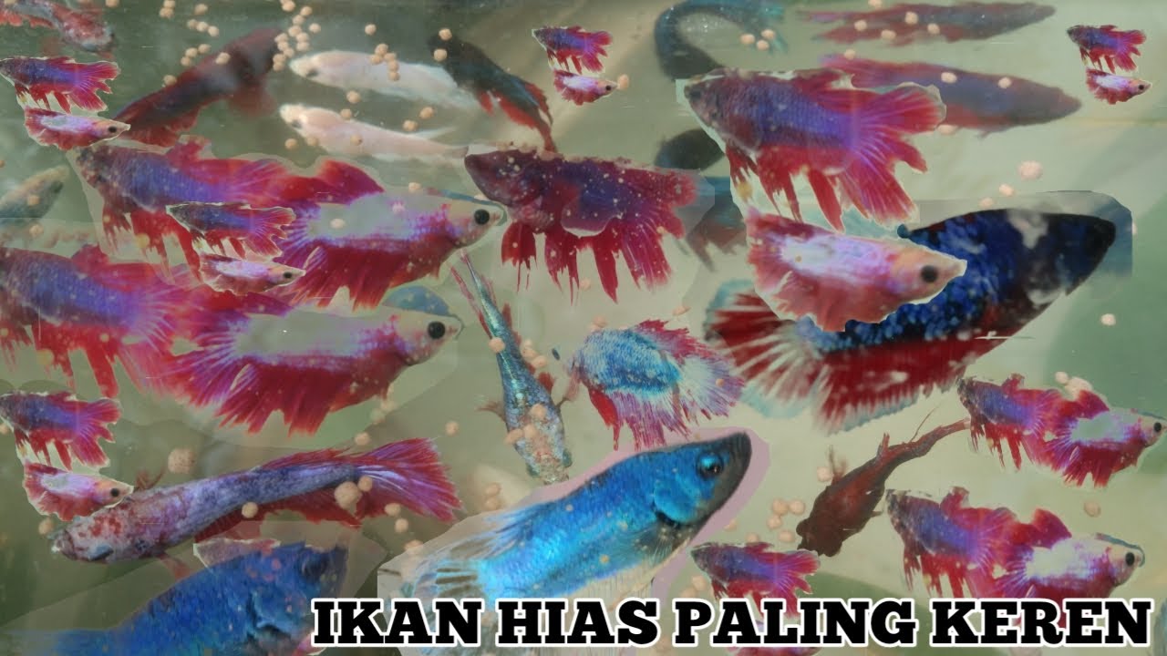 IKAN CUPANG PELIHARAANKU PALING COMEL - YouTube