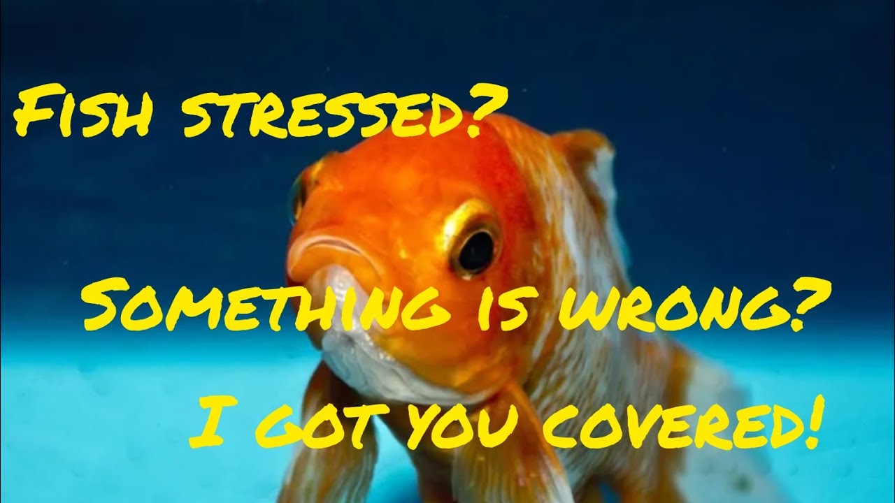 My fish was stressed, you may not know these simple fixes! - YouTube