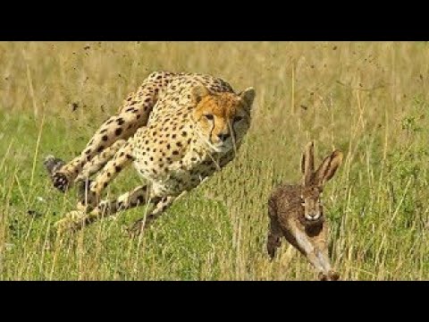 Cheetah Hunting a Rabbit Cheetah Attacks Animal Wildlife - YouTube