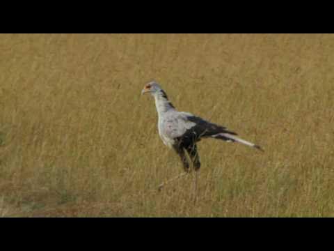Un chasseur de serpents dans la savane - YouTube