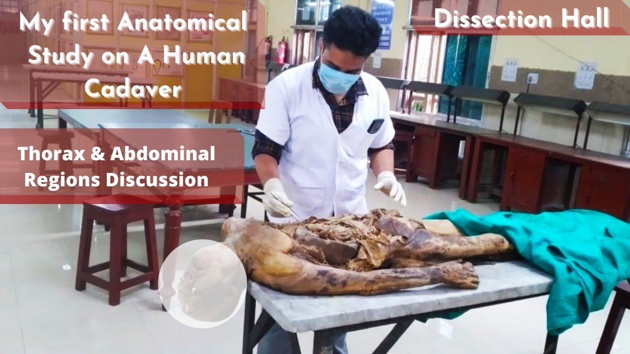 Discussion on Human Cadaver Anatomical organs and structures || Thorax ...