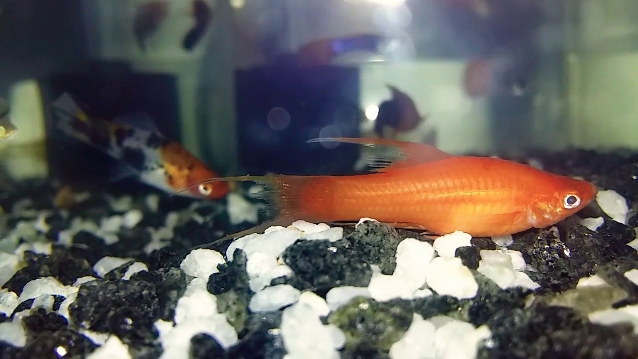Molly fish attacked Swordtail fish - YouTube