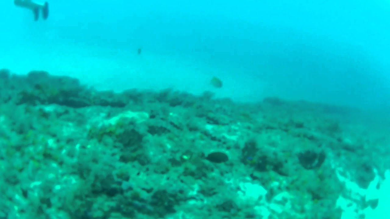 Juno Ledge & Jupiter Inlet - SCUBA dive footage - YouTube