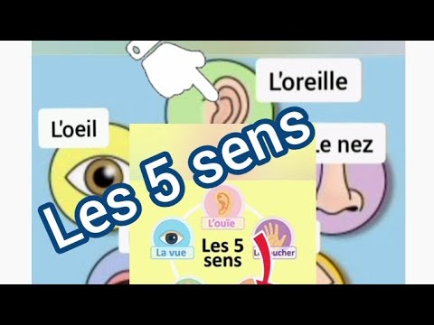 Les cinq sens#les_organes_des_sens#les_organes_sensoriels#