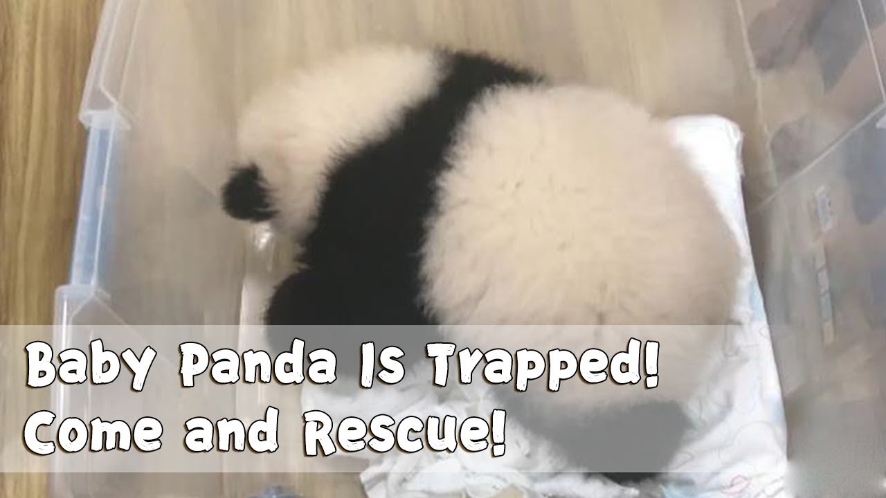 Baby Panda Is Trapped! Come and Rescue! | iPanda - YouTube