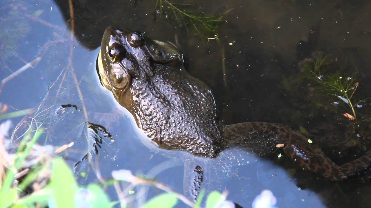 Bull Frog Call - YouTube