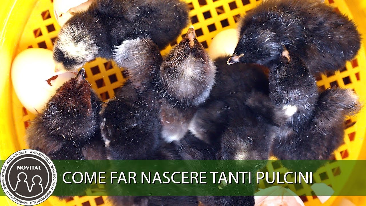 Come far nascere tanti pulcini: i segreti del successo nell'incubazione ...