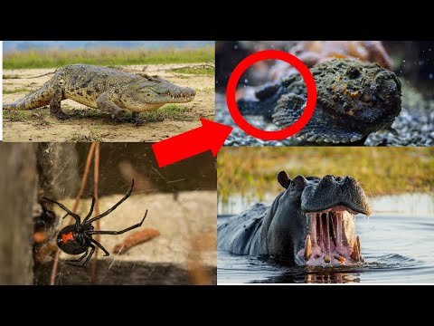 Los 8 ANIMALES Mas TERRORIFICOS - YouTube