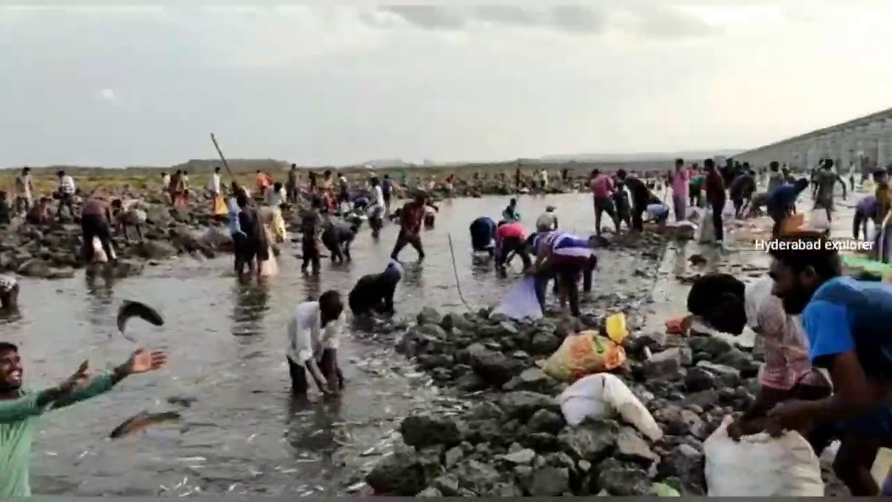 Fishing | Sundilla Barrage | Free Fish | People Are Catching Fishes ...