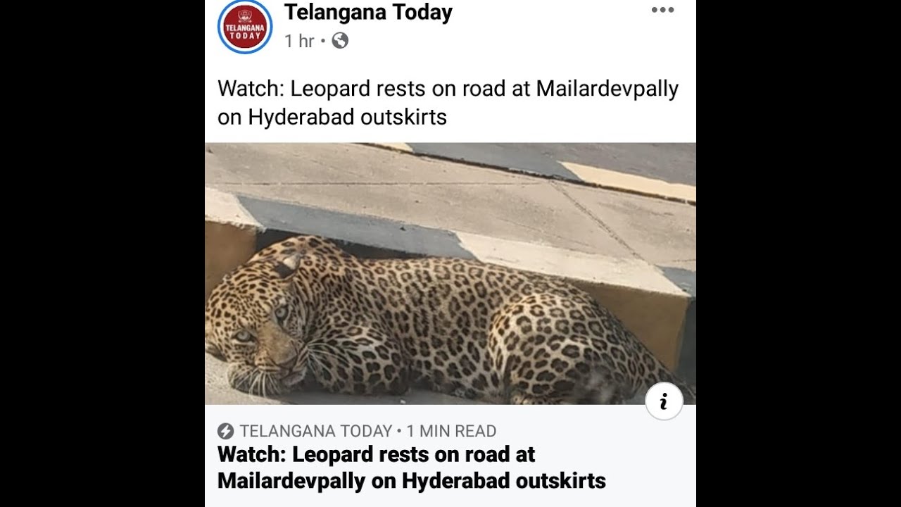 Wild Animal's on the streets of Hyderabad😨 |Leopard attack😱|Civet cat ...