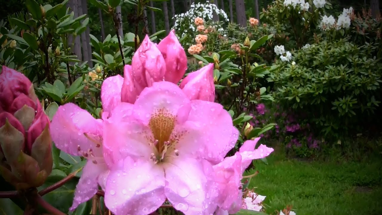 Take a Walk Through my Landscape and See all the Rhododendrons Blooming ...