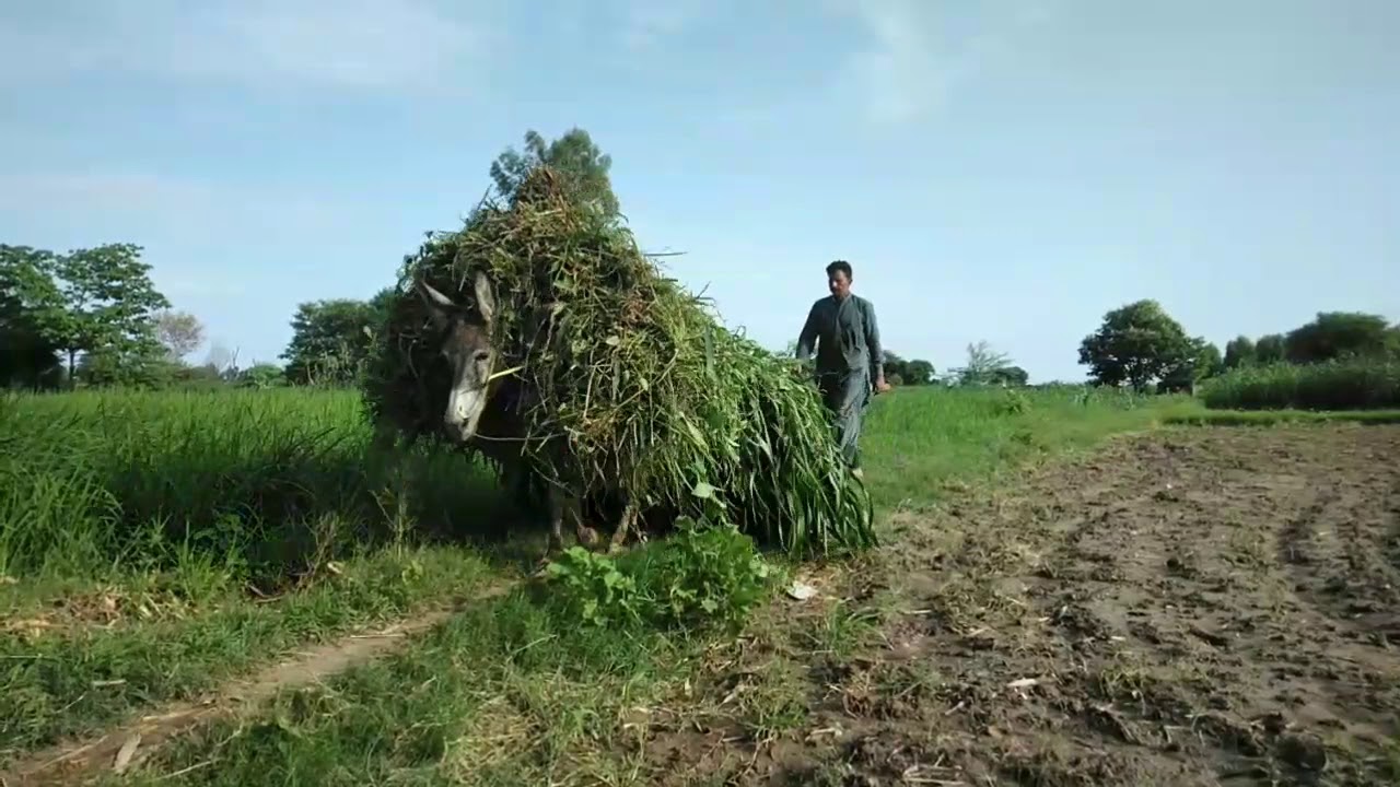 Village in work - YouTube
