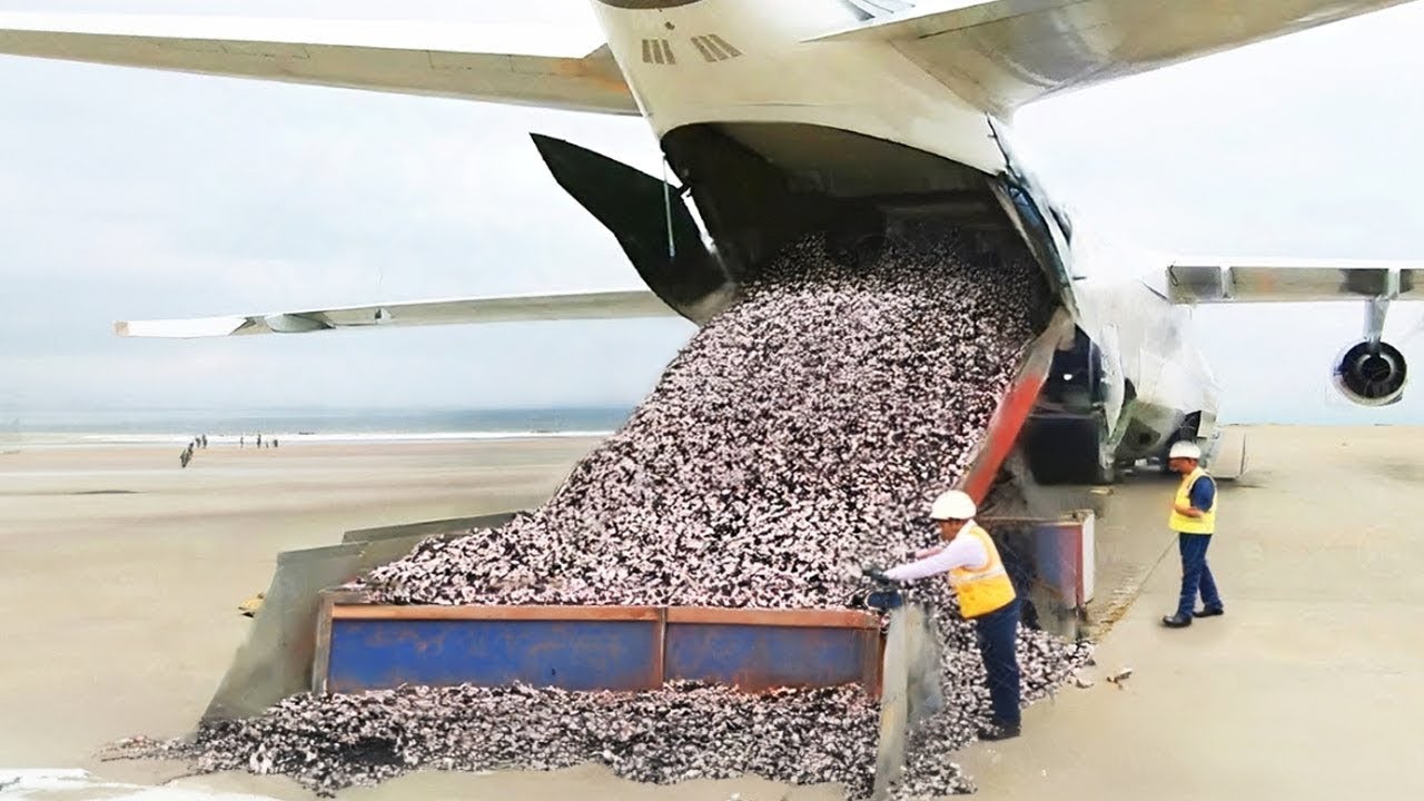 They Dropped Thousands of Mice Over Guam, 2 Years Later, Everyone Was ...