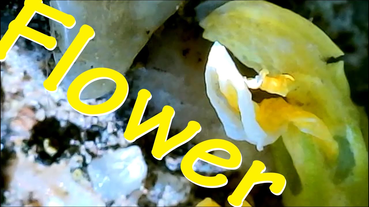 Yellow Medick - YouTube