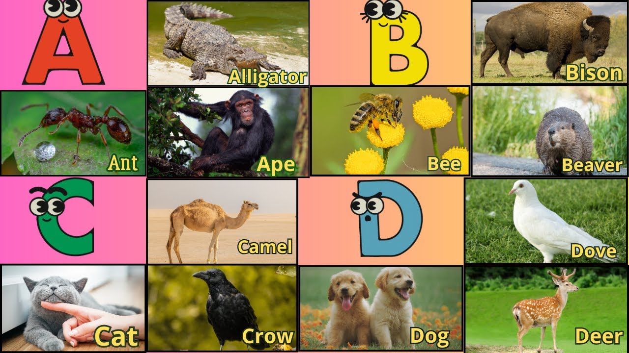 Animals ABC | ABC Animals World | Alphabet Animals Song | Kids TV - YouTube