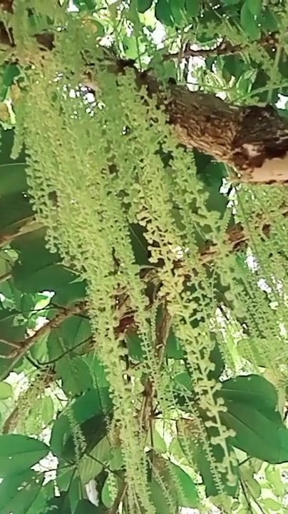 gaduguda flowers 🌼 #srilanka #nature - YouTube