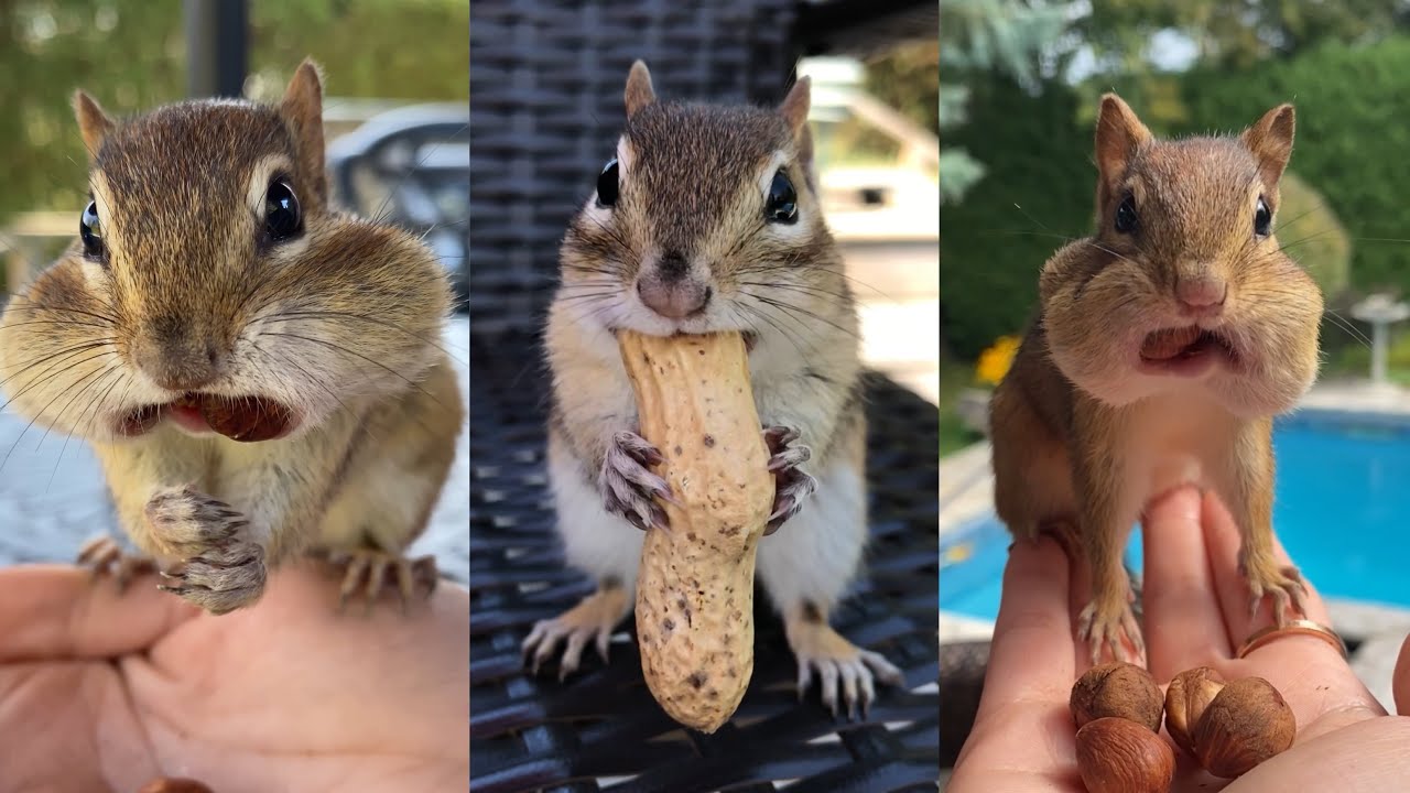 Funny Chipmunks Stuffing Their Cheeks - Cutest Animals Compilation ...