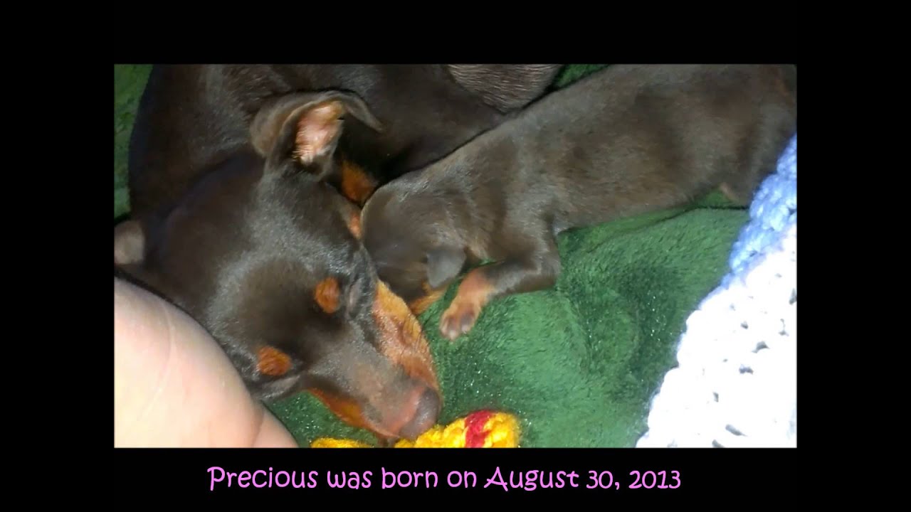 Newborn chocolate miniature pinscher - YouTube