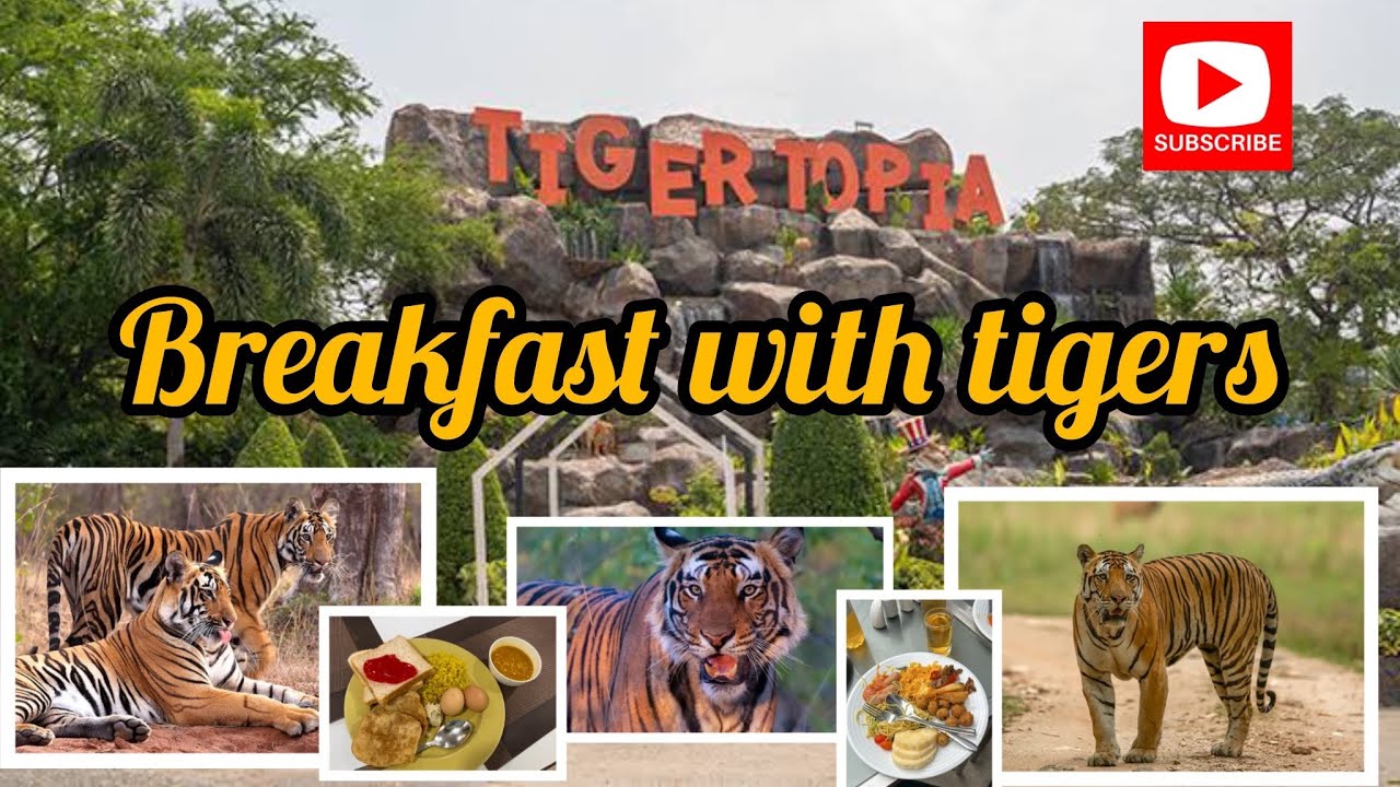 Breakfast with tigers - YouTube