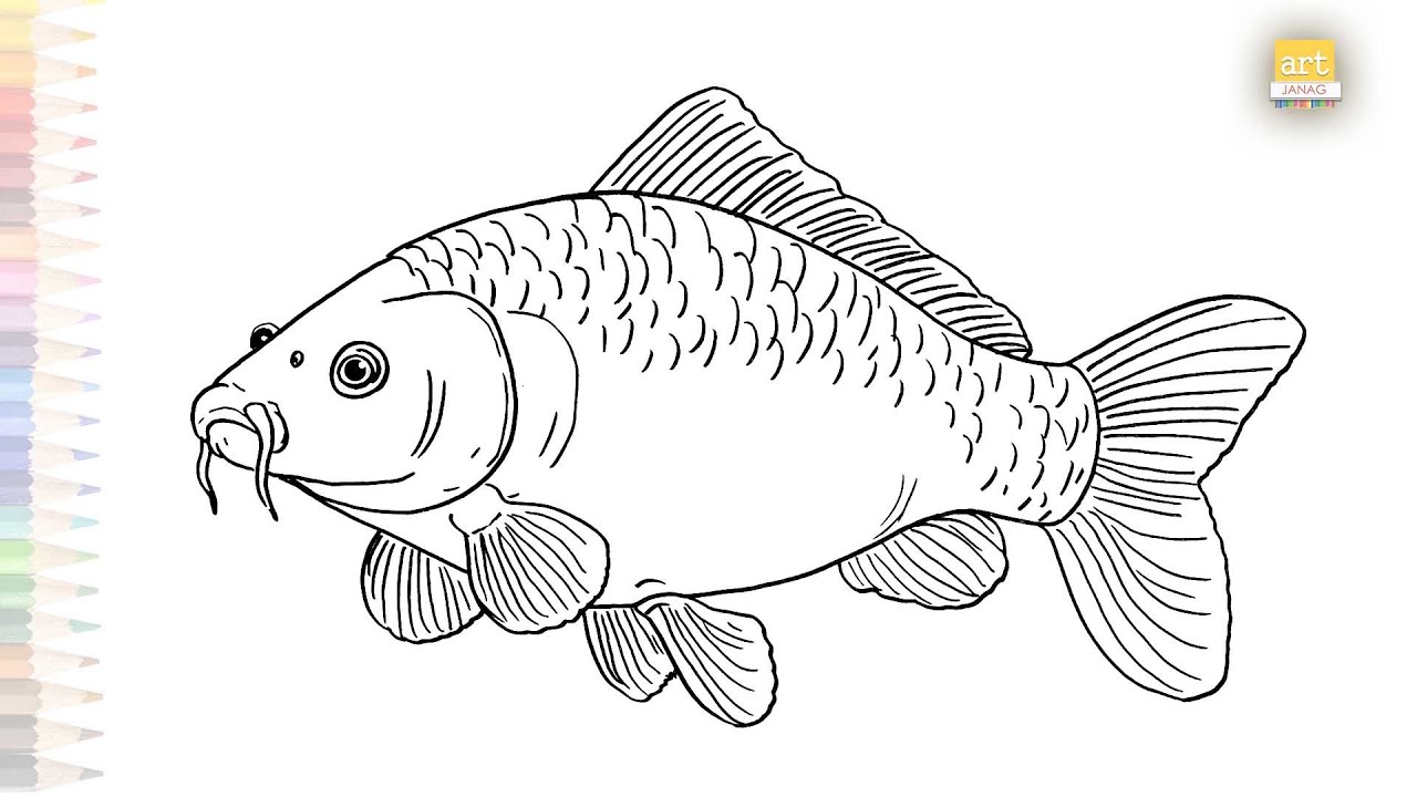 Common carp fish drawings easy | Fish drawing tutorial | How to draw A ...